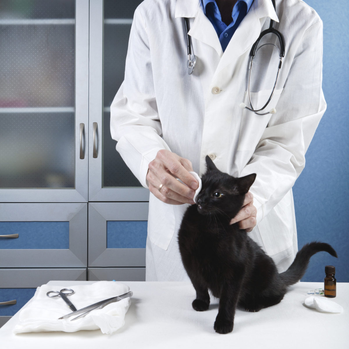 Nine Lives Medical Fund – Feline Friends of Southwest Florida
